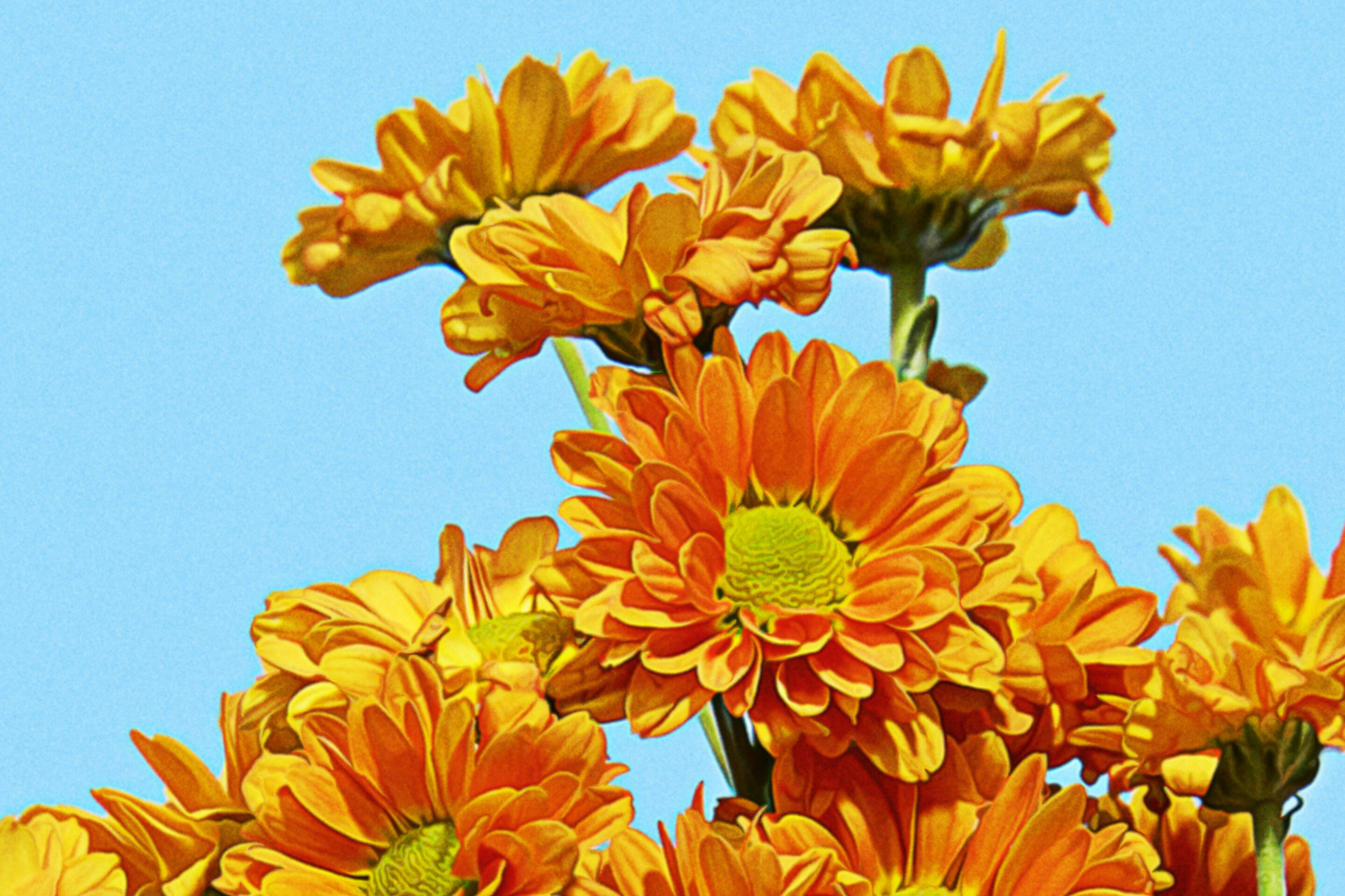 Flower Fries — Supermercat