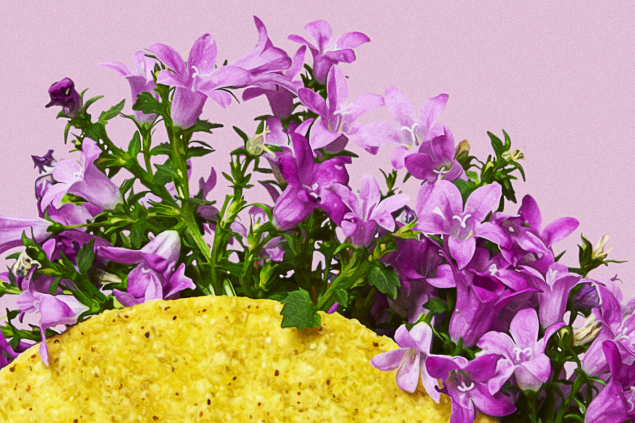 Flower Taco — Supermercat